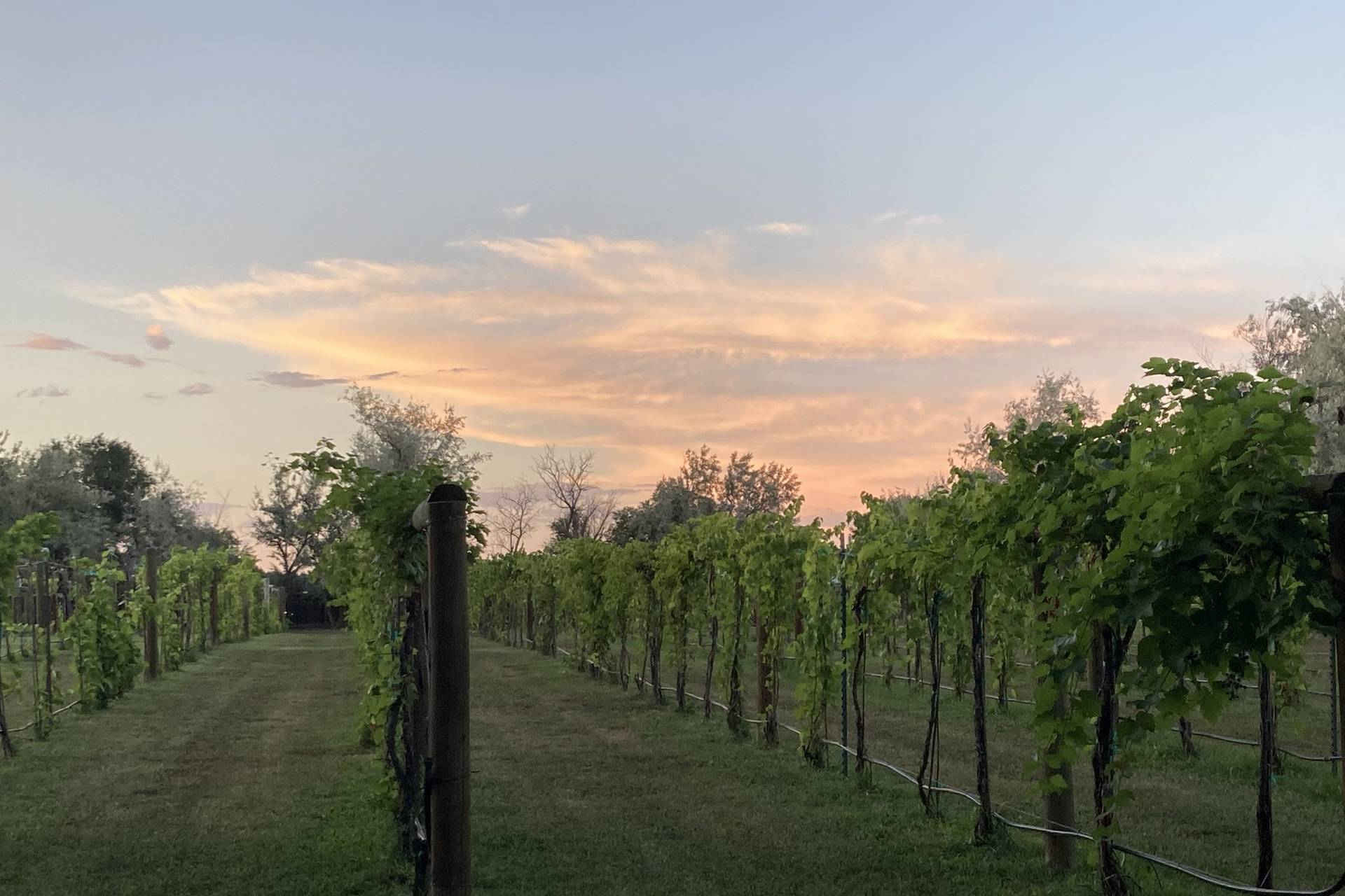 Avalon Arbor Vineyard and Event Venue - Reviews, Photos & Deals 2026 ...