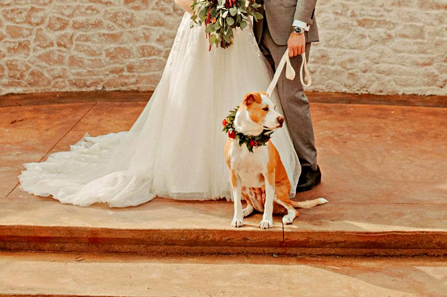 Testa Vineyards - Venue - Calpella, CA - WeddingWire