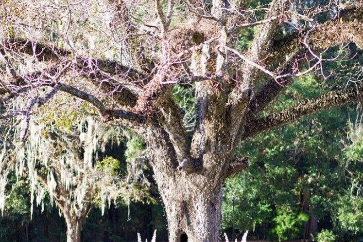 The Space at Feather Oaks - Reviews, Photos & Deals 2026 - Tallahassee ...