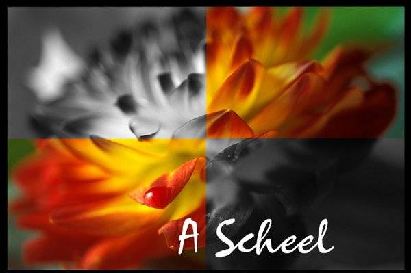 Andrea Scheel Photography Reviews - Phoenix, AZ - 5 Reviews