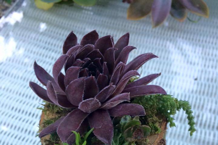 Branching Elements - Reviews, Photos & Deals 2026 - Roseville, CA ...
