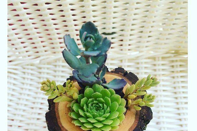 Branching Elements - Reviews, Photos & Deals 2026 - Roseville, CA ...