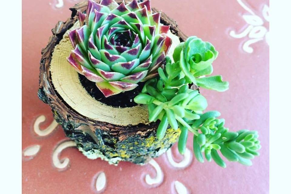 Branching Elements - Reviews, Photos & Deals 2026 - Roseville, CA ...