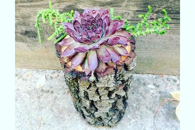 Branching Elements - Reviews, Photos & Deals 2026 - Roseville, CA ...