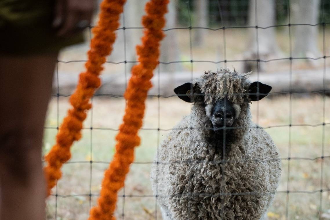 Mama Farm - Reviews, Photos & Deals 2026 - Brookhaven, NY - WeddingWire