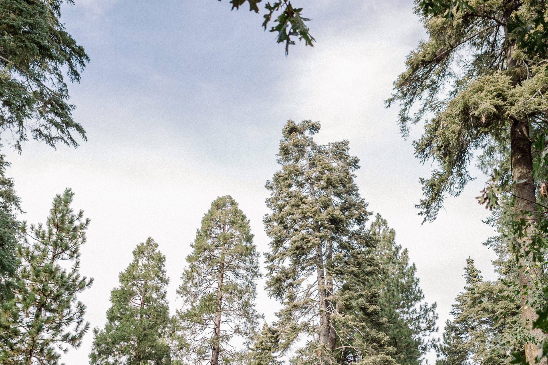 SkyPark Weddings - Reviews, Photos & Deals 2026 - Skyforest, CA ...