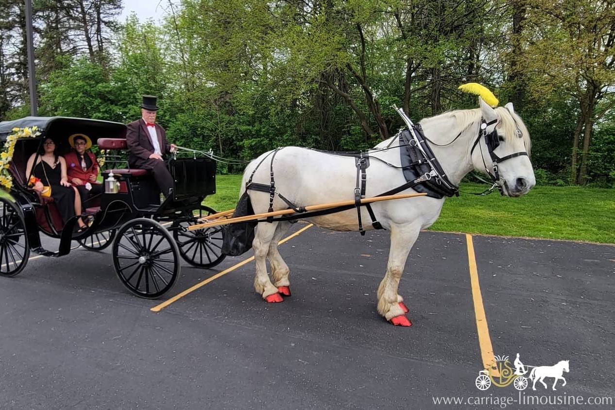 Carriage Limousine Service - Horse Drawn Carriages - Reviews, Photos ...