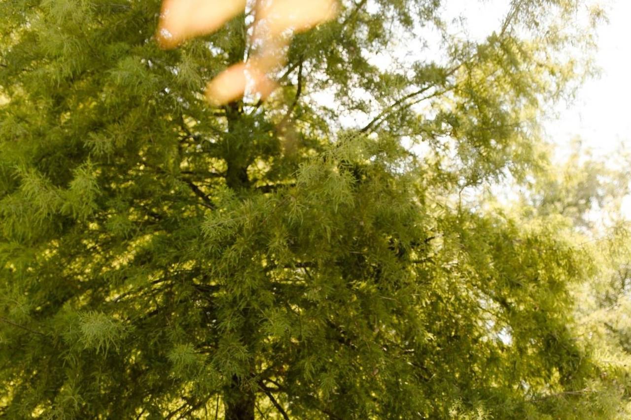 Southern Grace Weddings & Events - Reviews, Photos & Deals 2026 ...