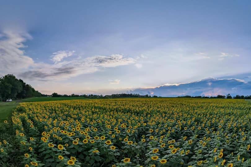Stepping Stone Farm - Venue - Paris, KY - WeddingWire