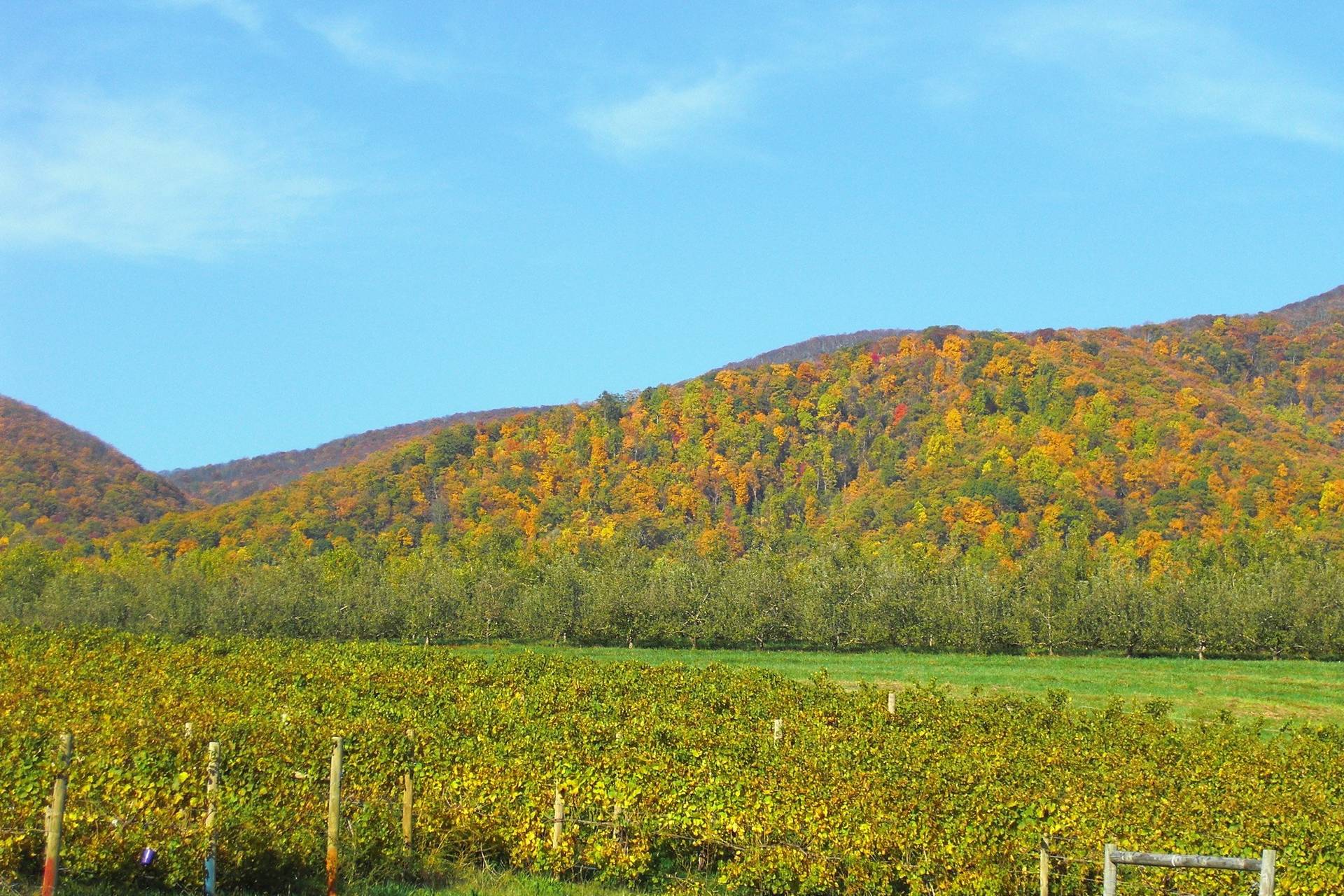 Pharsalia - Reviews, Photos & Deals 2026 - Tyro, VA - WeddingWire