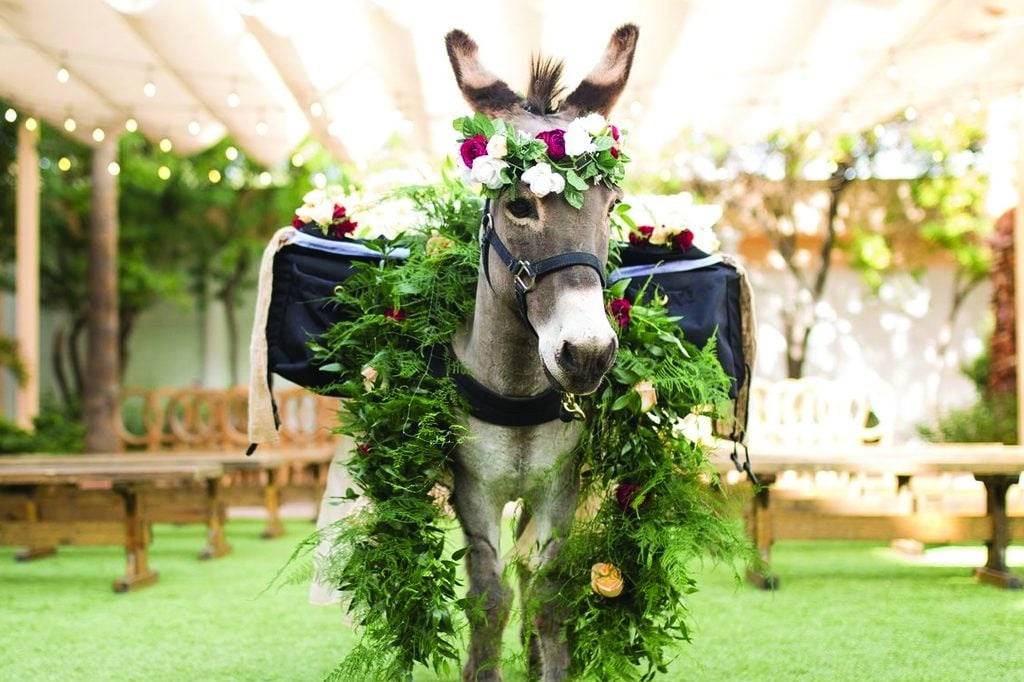 Cave Creek Beer Burro - Wedding Rentals - Phoenix, AZ - WeddingWire