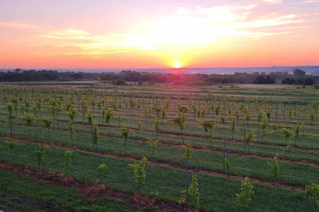 Divine Vineyard & Venue - Winery Weddings - Saint George, KS - WeddingWire