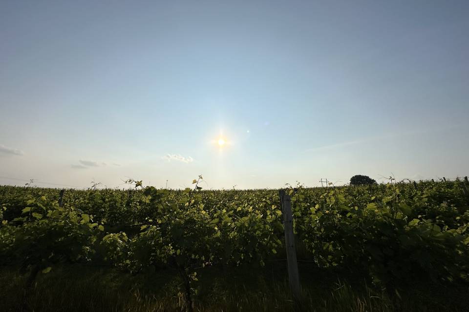 Danzinger Vineyards and Winery - Venue - Alma, WI - WeddingWire
