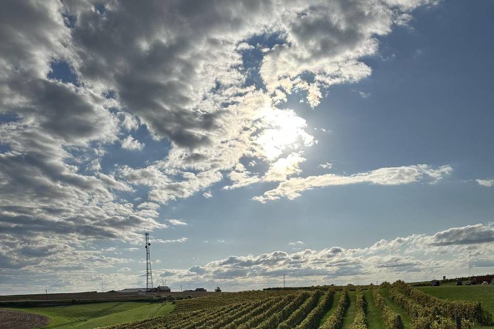 Danzinger Vineyards and Winery - Venue - Alma, WI - WeddingWire